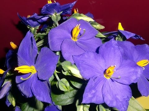 Экзакум: уход в домашних условиях, пересадка и размножение