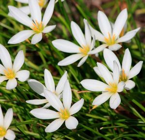 Зефирантес: уход в домашних условиях, пересадка и размножение, виды