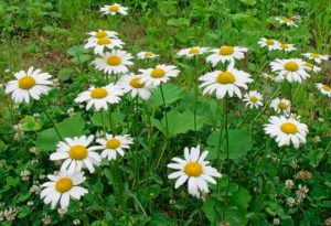 Пиретрум: посадка и уход в открытом грунте, выращивание из семян, виды ...